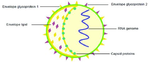Showing The Structure Of Hcv Genome [10] Download Scientific Diagram