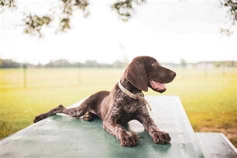 Braque Francais Vs German Shorthaired Pointer Breed Comparison For Hunters