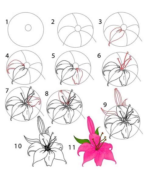 Easy And Cute Lily Drawing Ideas Drawing Photos