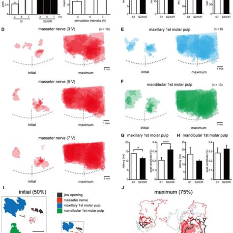Quantitative Analyses Of Spatiotemporal Profiles Of Cortical Responses Download Scientific