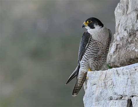 A Step Forward For Peregrines As Licensed Take Of Wild Birds Ends In