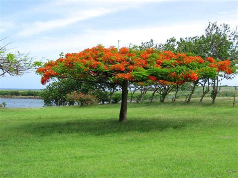 Grenada Pictures Page May 2004 Carib Tree