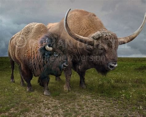 Bison Latifrons Giant North American Bison Image Buy Uchytel