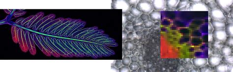 Australian Synchrotron Microscopy Workshop 2022 Virtual Event 31 August 2022 1 September