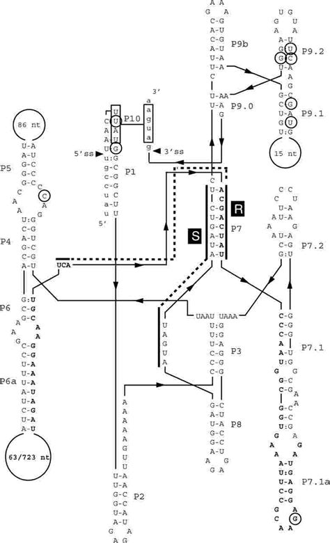 Secondary Structure Of The Group I Self Splicing Intron In B