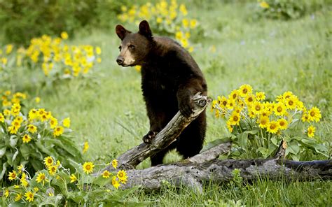 Wildlife Wallpapers And Screensavers 69 Images
