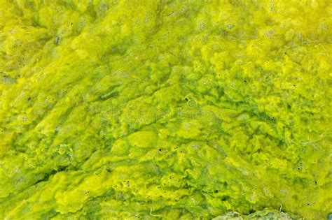 Detail Of Green Coloured Algae In The River Stock Image Image Of Slime Pattern 352358997