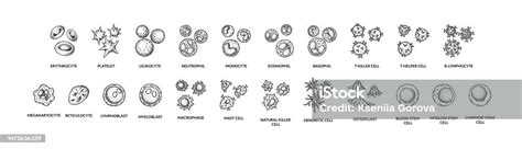 흰색 배경에 분리된 혈액 세포 스케치 스타일의 과학 미생물학 벡터 그림 B세포에 대한 스톡 벡터 아트 및 기타 이미지 B세포 T도움세포 T세포 Istock