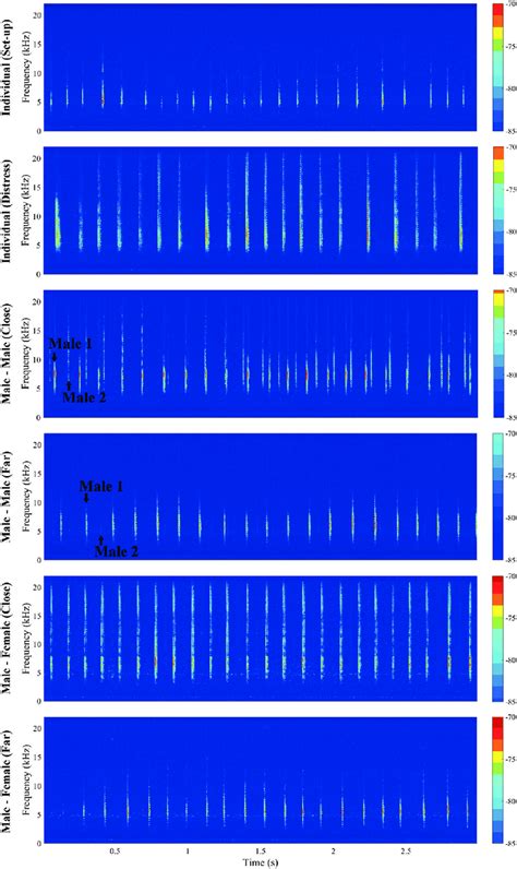spectrograms of call types emitted by the same male of hylurgus