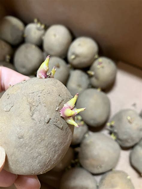 씨감자 구입시기 씨감자 싹 틔우기 씨감자 보관방법 네이버 블로그