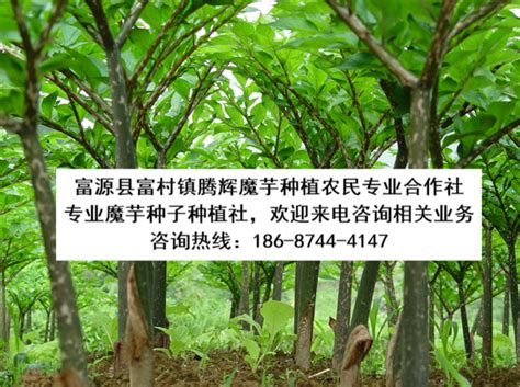 云南富源腾辉魔芋种植社分享：魔芋种子如何避免种植失败？ 知乎