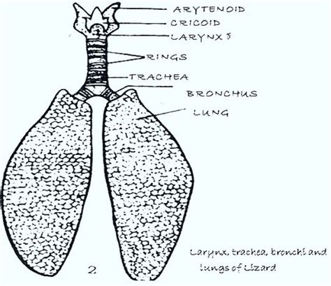 Reptile Respiratory System Diagram Science Respiratory Syst