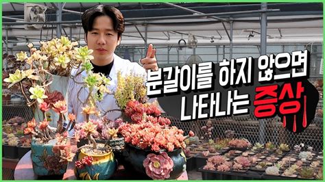 다육이 분갈이를 하지 않으면 어떤 증상이 나타날까 다육이 키우기 분갈이 편 Youtube