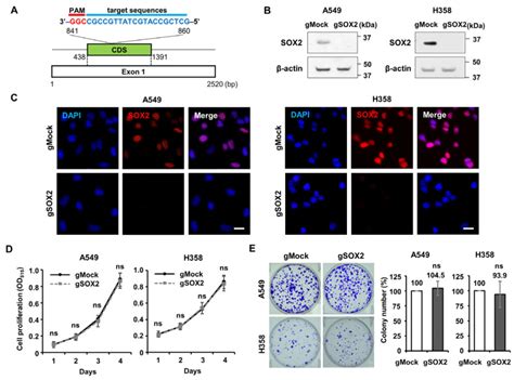 Sox2 Expression Does Not Guarantee Cancer Stem Cell Like Characteristics In Lung Adenocarcinoma