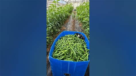 25년 늘햇살팜 수호신 신품종 청양고추 시설하우스 수확중 입니다 Youtube