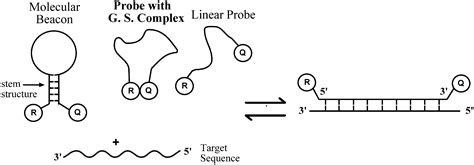 Oligonucleotide Probe