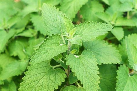 Learn How To Plant And Grow Catnip Gardeners Path