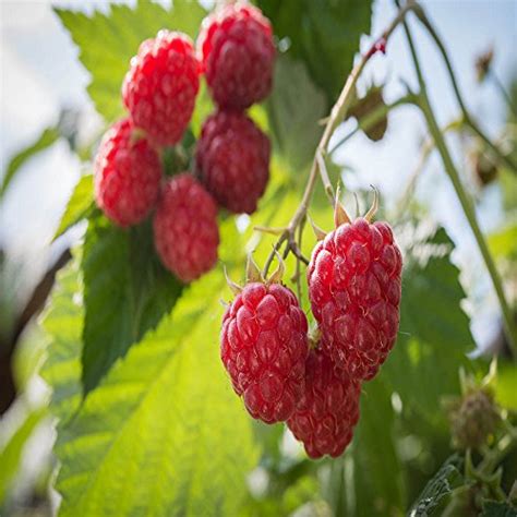 Do Raspberry Bushes Have Thorns Characteristics Types And Care Rustic Roots Living