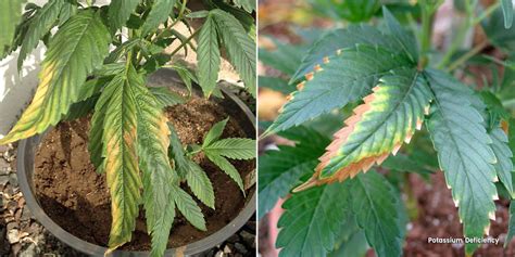How To Fix Cannabis Potassium Deficiency Pics And Symptoms