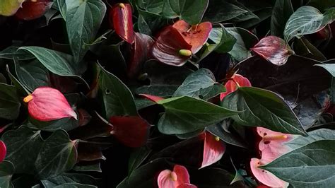 සුපිරිම සුපිරි සෙට් එකක් ගෙනාවා කට්ටිය එන්නකෝ 0772106907 Youtube