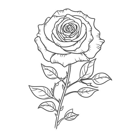 Onnline Coloring Pages Roses Flower Drawing Eps Bmxefe Outline Sketch