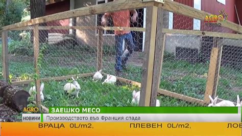 Производството на заешко месо във Франция спада Youtube