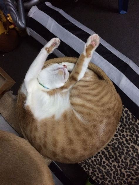 ปักพินโดย Phenphak Phunpho ใน Sleepy Cat