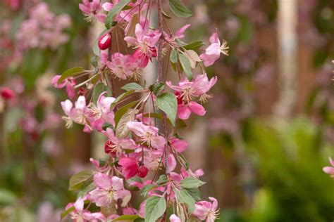 Crabapple Ruby Tears For Sale Online Shop Stuarts Stuarts Landscaping And Garden Center Inc