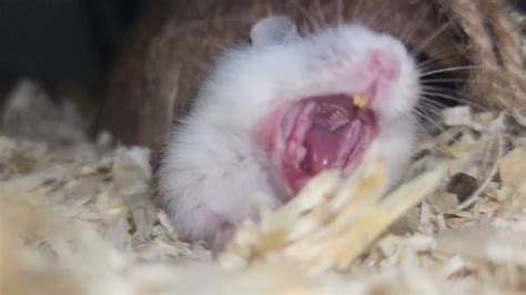 [4k] 햄스터 하품 초근접샷 Youtube