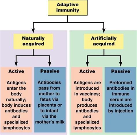 Active Immunity And Passive Immunity Difference Harrisonillutz