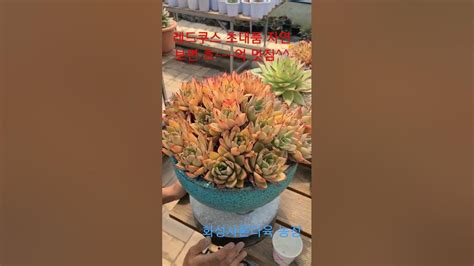 레드쿠스 대품 자연군생 다육이 화성샤론다육농장 판매 Youtube