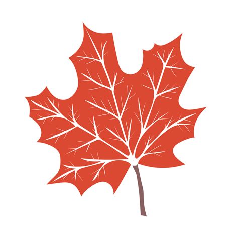 Hand Drawn Maple Leaf Botanical Drawing 16124747 Vector Art At Vecteezy