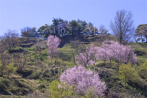 春日山城址 新潟県 上越市 251096282 の写真素材 アフロ
