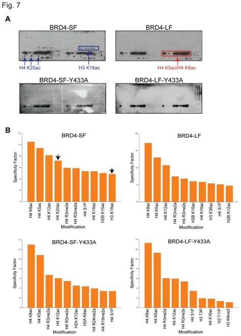 A Modified Histone Peptide Array Of Whole Cell Lysate From Hek293