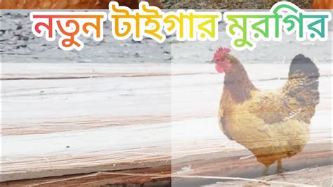 টাইগার মুরগির নতুন খামার তৈরি কাজ চলতেছে। Youtube