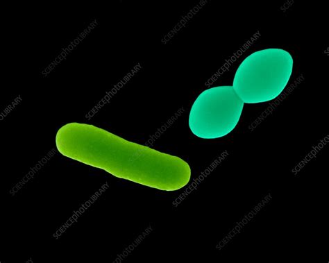 Streptococcus Pneumoniae Sem Stock Image F017 4006 Science Photo