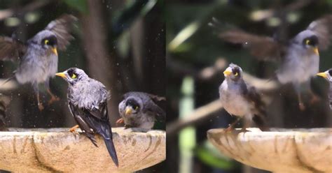 Quentin Ochem On Linkedin A Little Bit Of Photoshop® Using Gnat For Cuda®