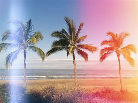 palm tree tumblr theme wallpapers gallery
