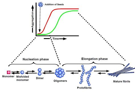 Figure 1 From Phosphorylation Of Amyloid Beta Aβ Peptides A Trigger For Formation Of Toxic