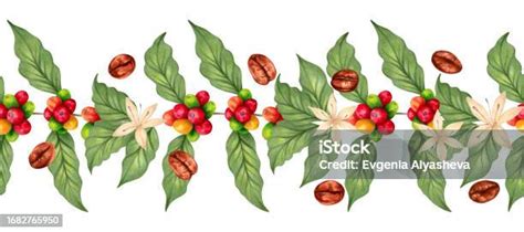 커피 나뭇가지 원두의 수평 이음매 없는 테두리 로부스타와 아라비카 품종의 향 국제 커피의 날 커피 열매의 숙성 사실적인 내츄럴