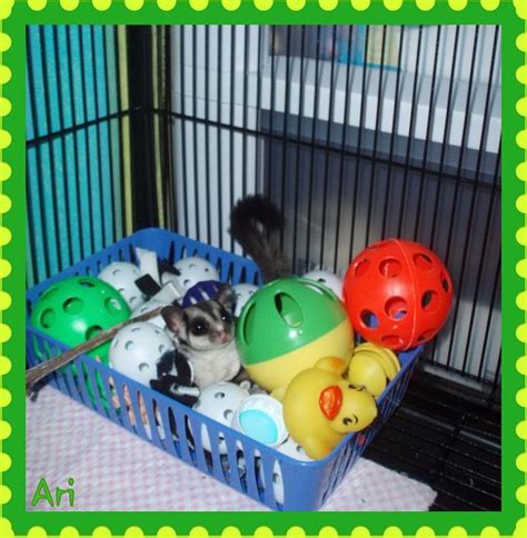 60 Best My Sugar Glider Info And Toys Board Images On Pinterest Sugar