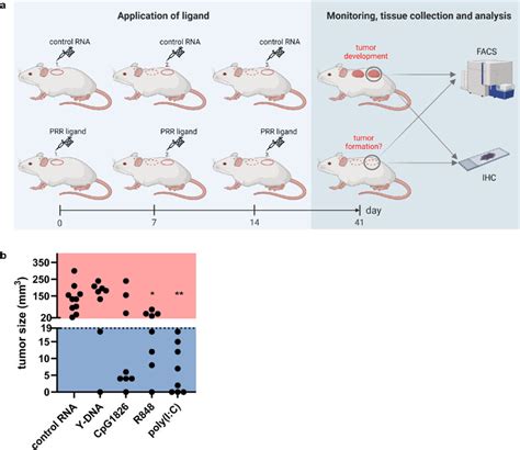 Poly I C Treatment Prevents Skin Tumor Formation In The Preclinical HPV Transgenic Mouse Model
