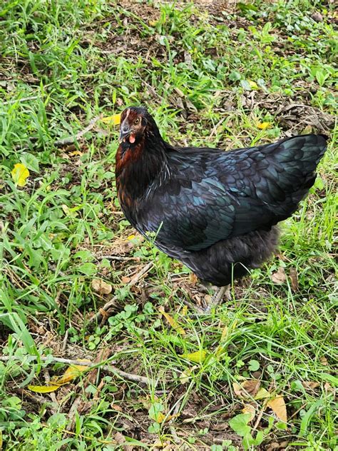 Black Sex Link Started Pullet Cackle Hatchery®
