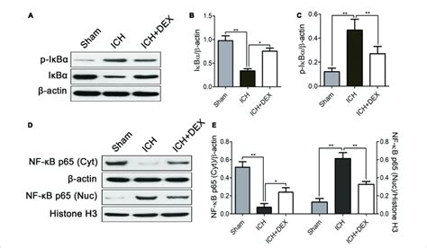 On The 3rd Day Post Ich A Representative Western Blot Expressions Of