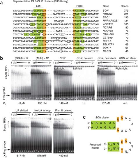 Rna Binding Preferences Of Wild Type Fet And Mutant Fus Proteins A Download Scientific