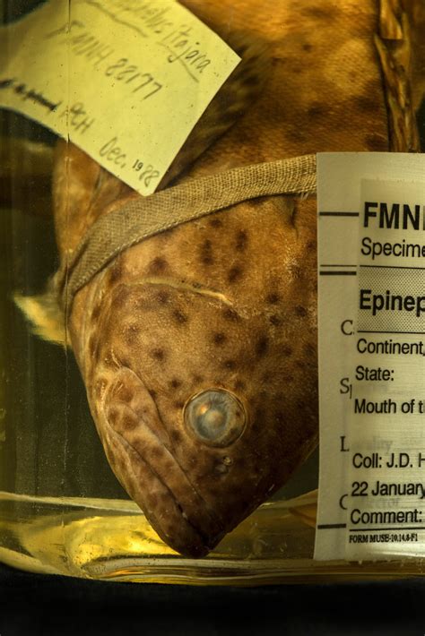 Atlantic Goliath Grouper Epinephelus Itajara Extinction Photogrpahy