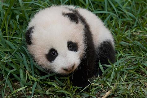 Worlds Cutest Animal