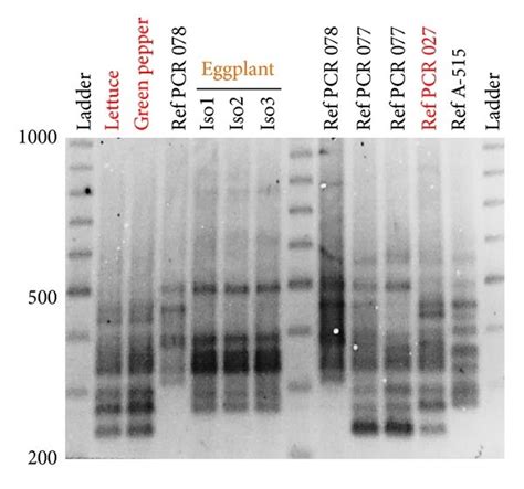 Toxigenic C Difficile Strains Isolated From Fresh Vegetables In Ohio Download Scientific