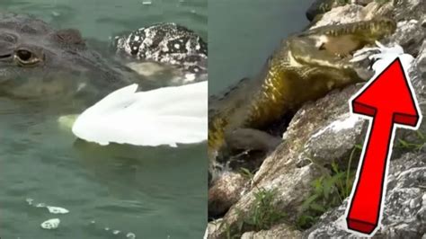 शिकार करने गए मगरमच्छ के हाथ लगा जैकपॉट एक झटके में अजगर और परिंदे