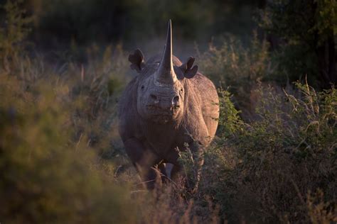 Africas Best Wildlife Photography Locations And When To Visit Them